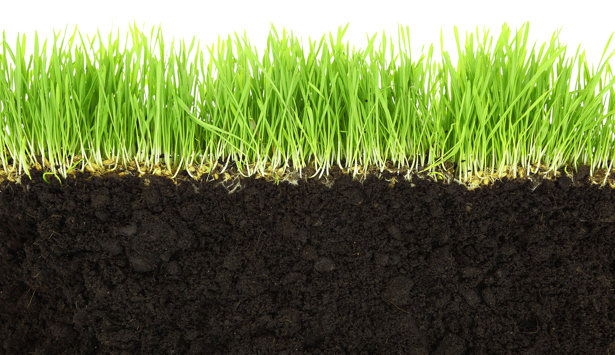 Green-Grass-Background | Элементум
